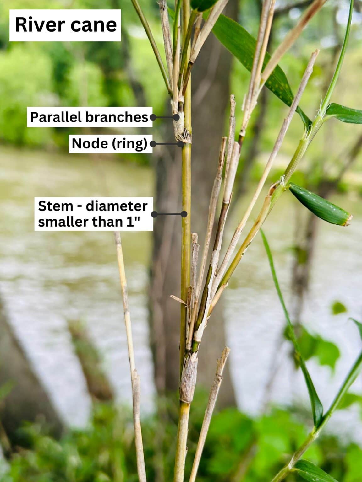 River Cane - Key to Restoring a Signature Mountain Ecosystem | Riverlink