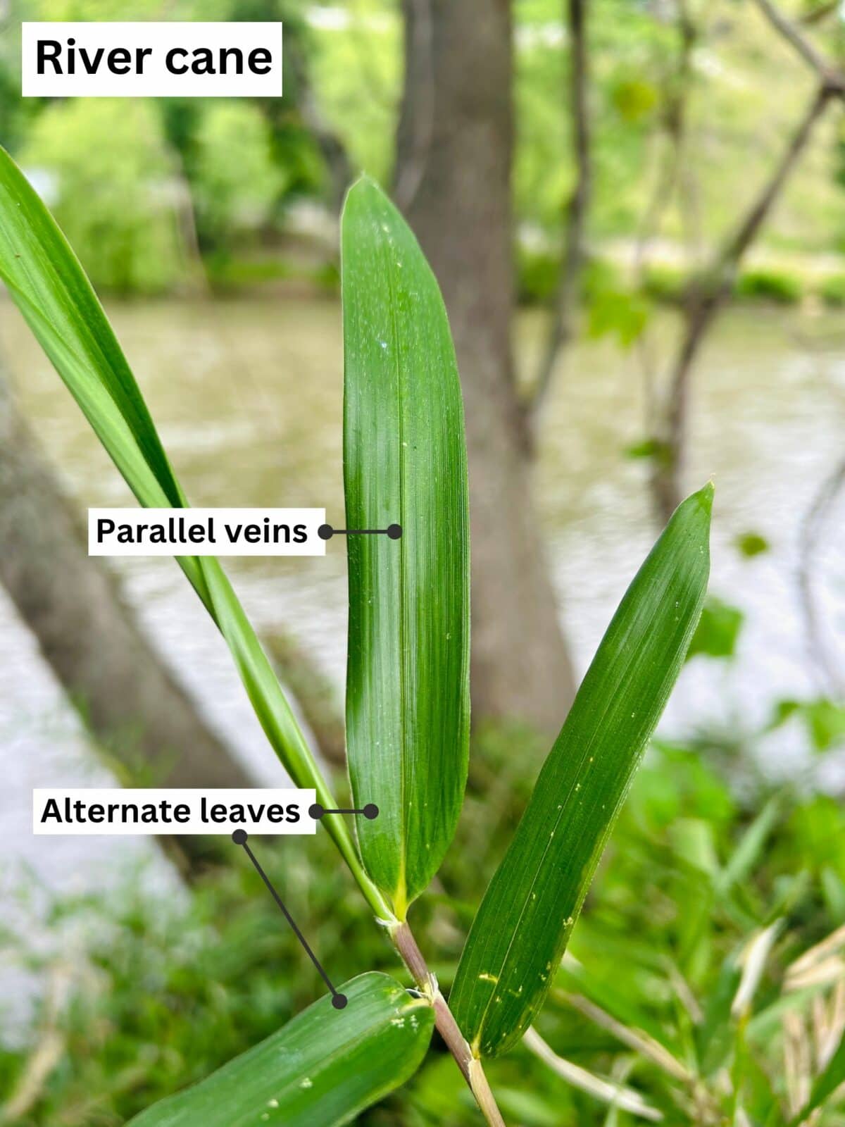 River Cane - Key to Restoring a Signature Mountain Ecosystem | Riverlink
