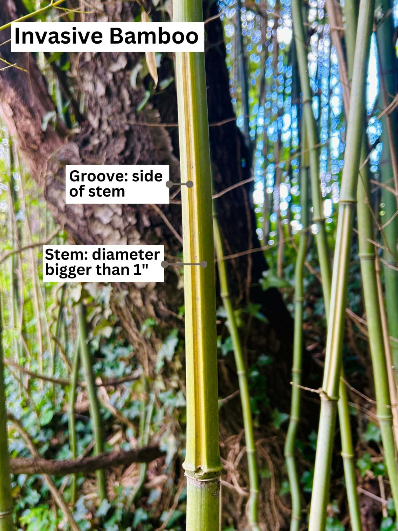 River Cane - Key to Restoring a Signature Mountain Ecosystem | Riverlink