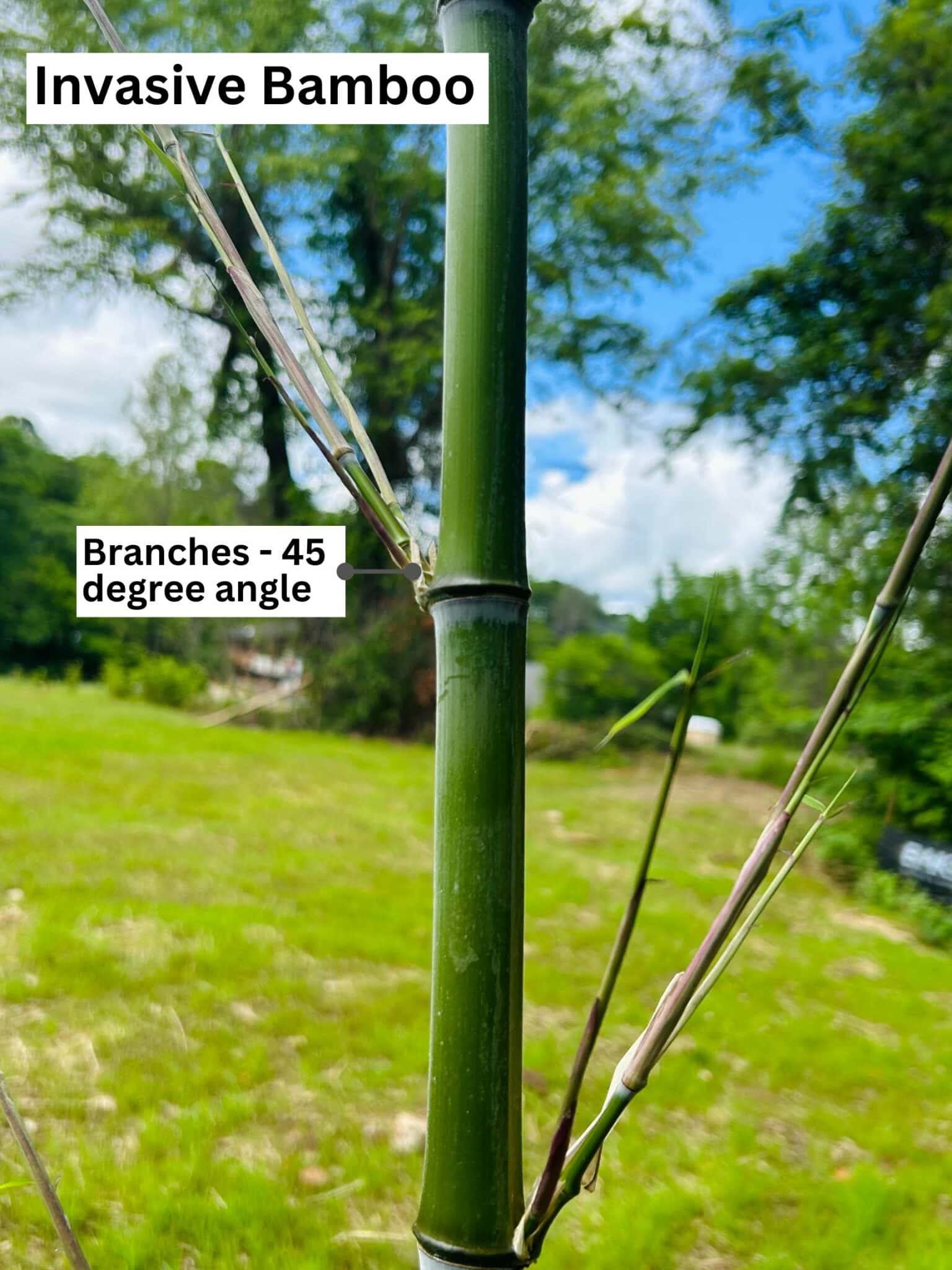 River Cane - Key to Restoring a Signature Mountain Ecosystem | Riverlink