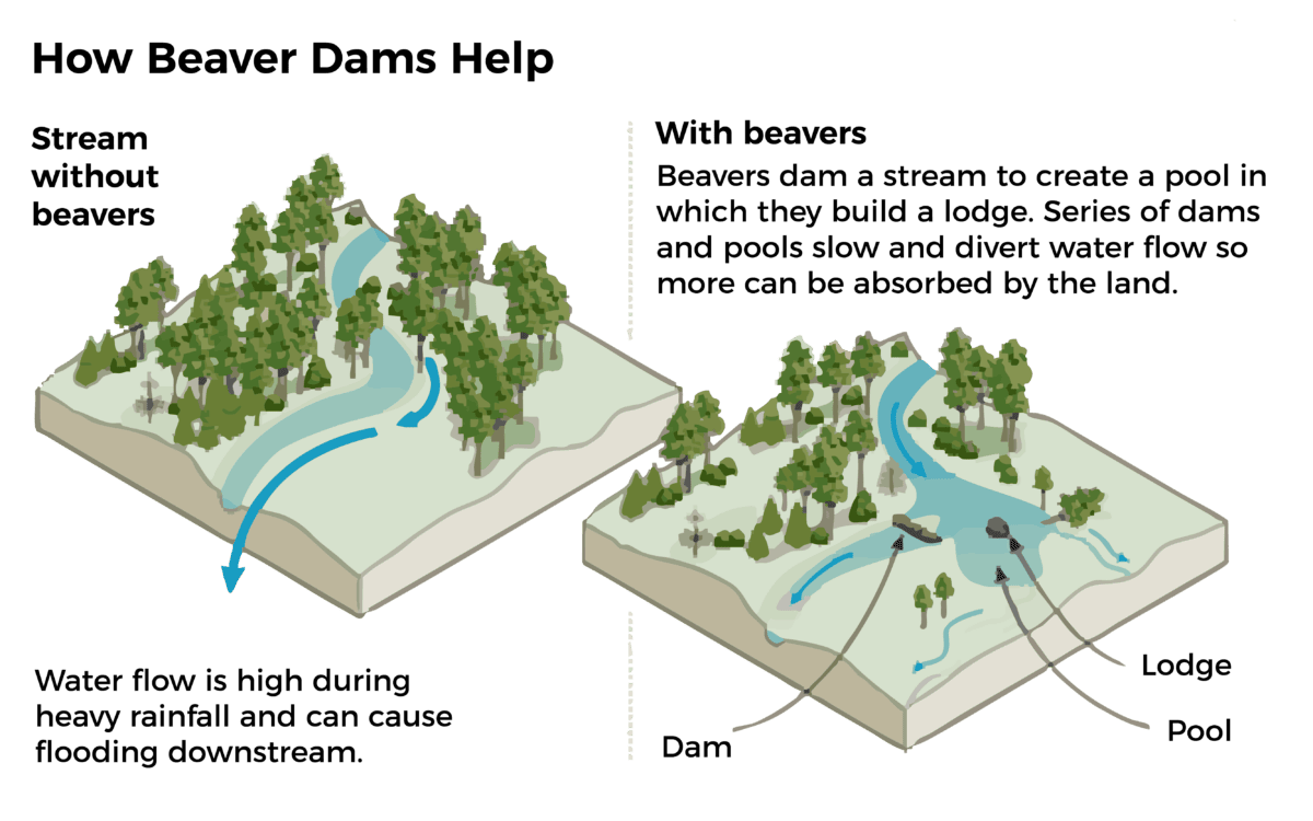 Beavers: Beacons of Hope | Riverlink