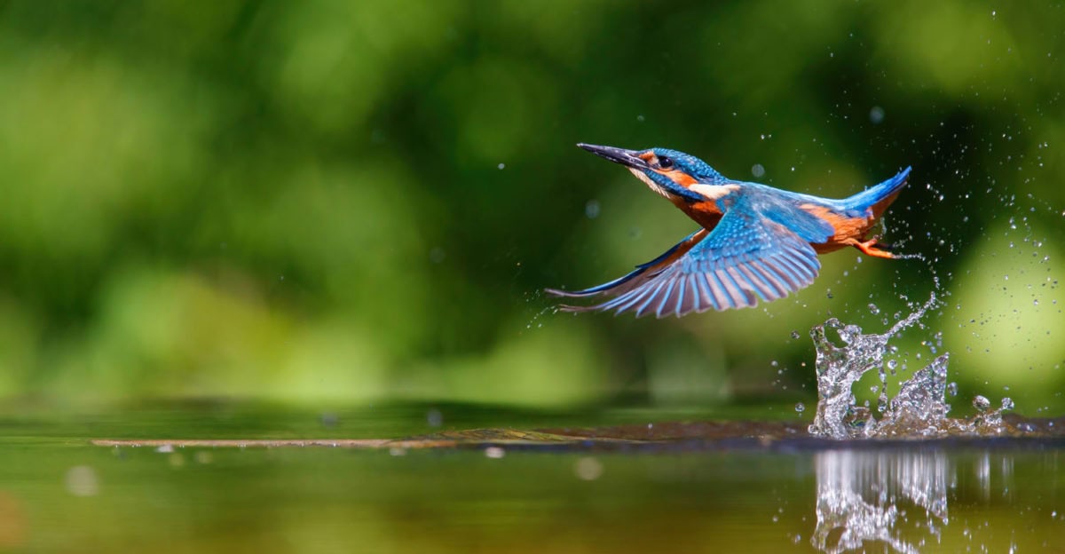 Deep Dive: Get to Know the Kingfisher | Riverlink