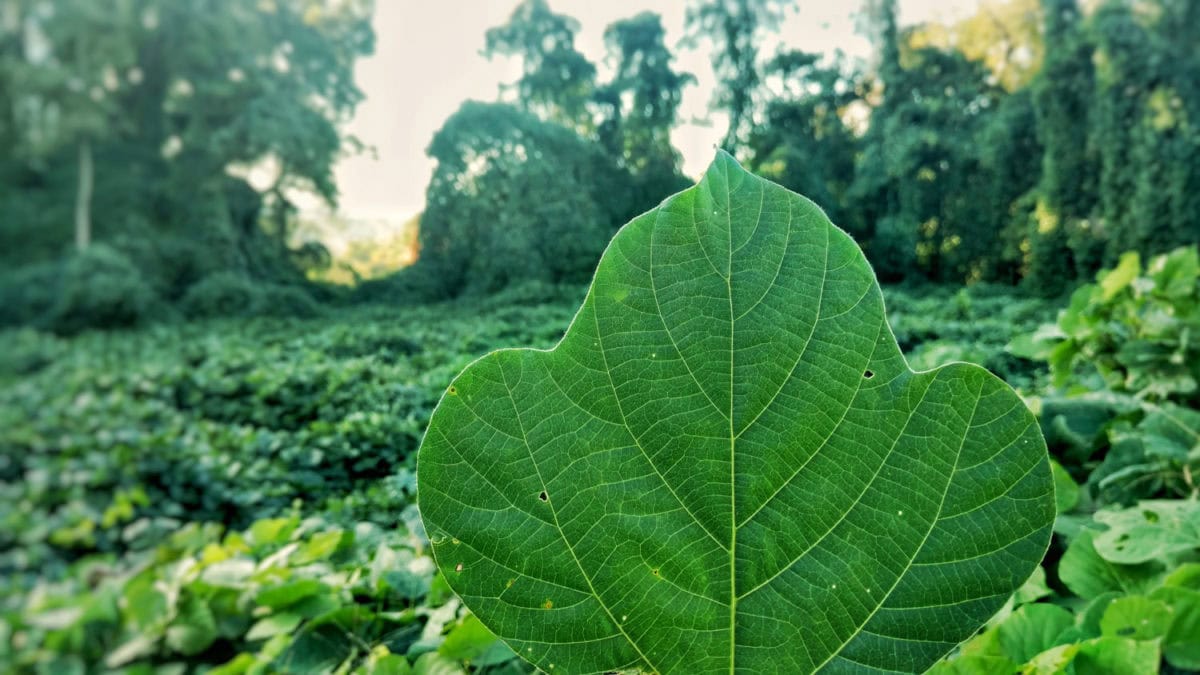 Friend or Foe? Native vs. Invasive Plants | Riverlink