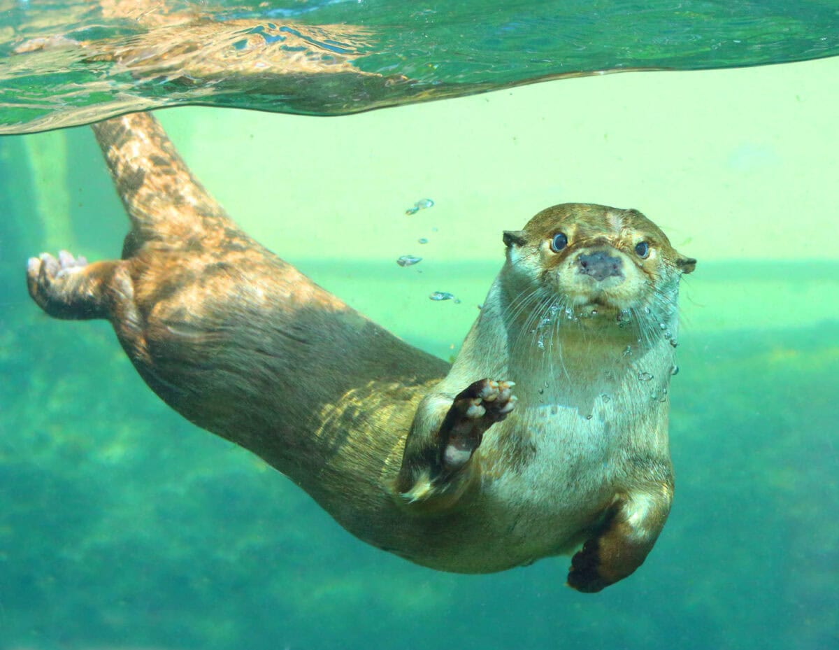 Dive into the World of River Otters: Unveiling Their Amazing ...