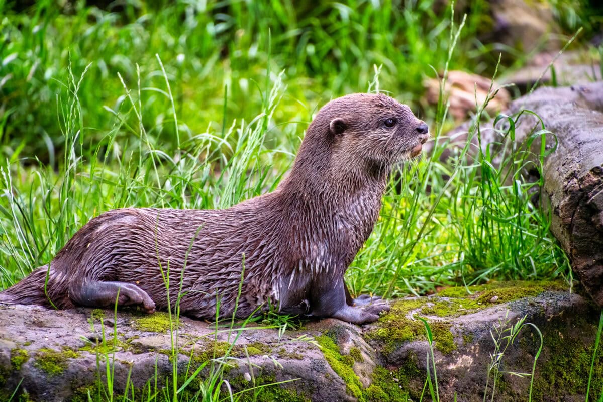 Dive into the World of River Otters: Unveiling Their Amazing ...