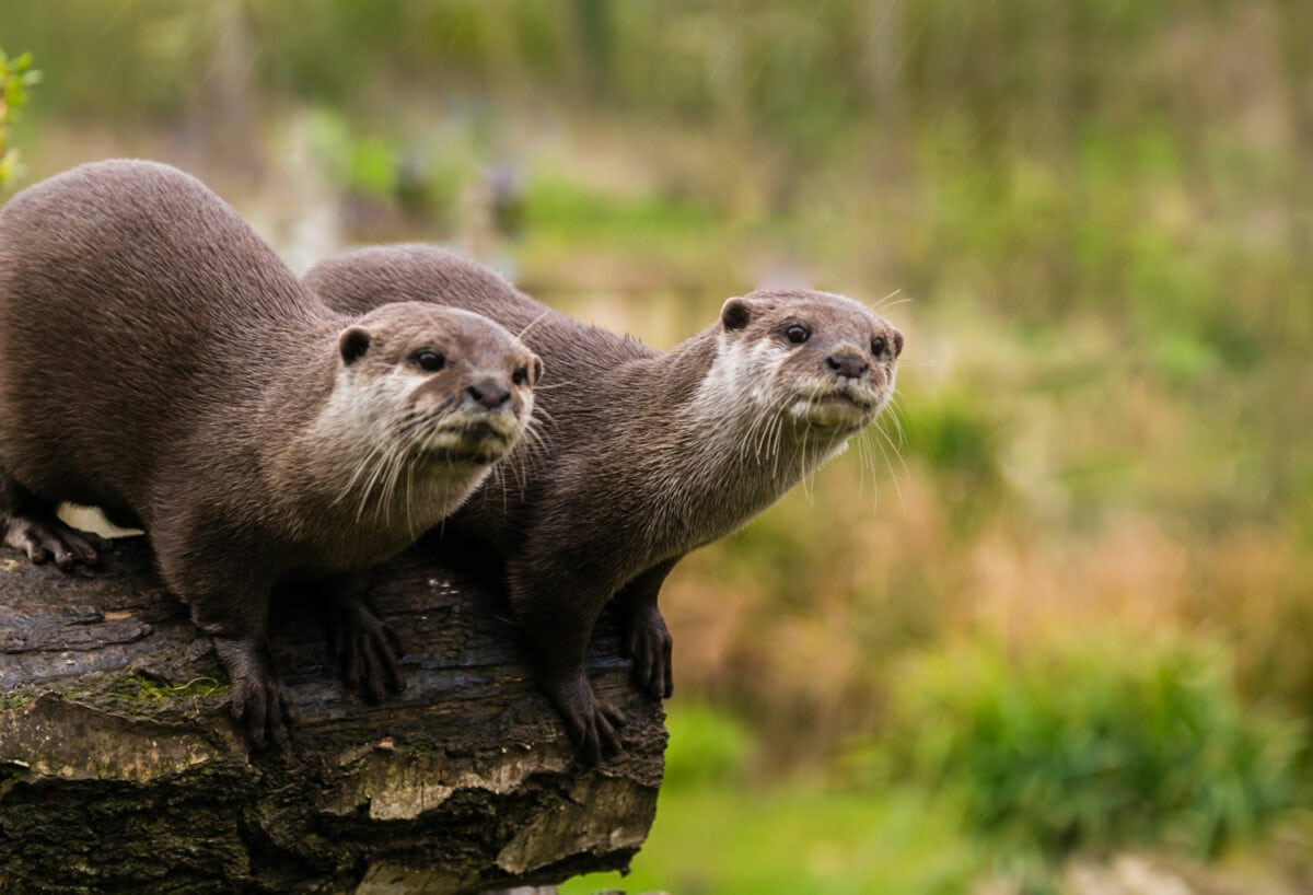 Dive into the World of River Otters: Unveiling Their Amazing ...