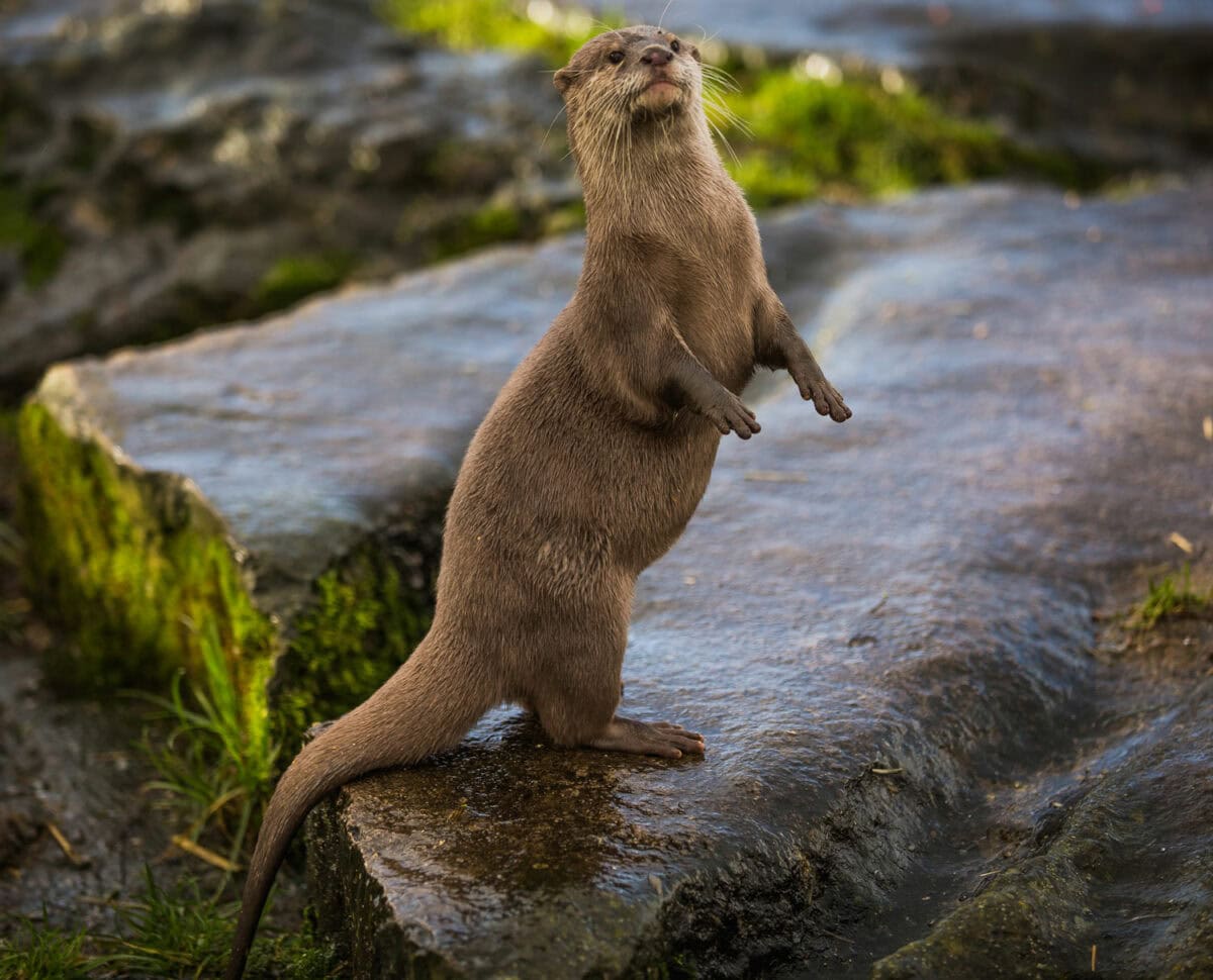 Dive into the World of River Otters: Unveiling Their Amazing ...