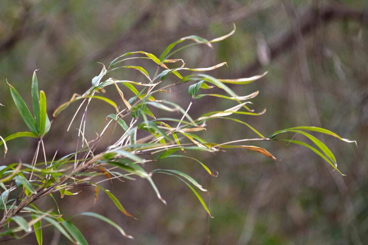 River Cane - Key to Restoring a Signature Mountain Ecosystem | Riverlink